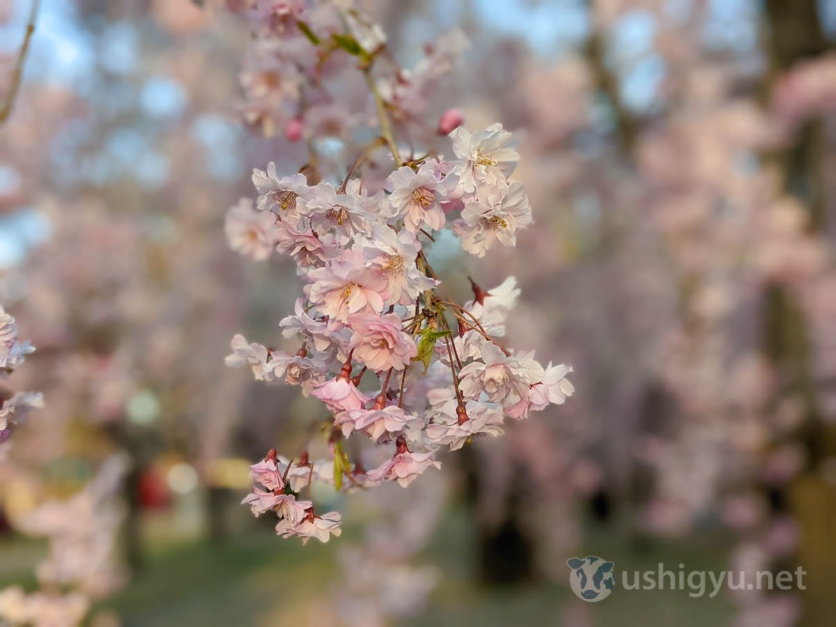 Hirosaki Cherry Blossom Festival : Guide to Japan’s Most Spectacular ...