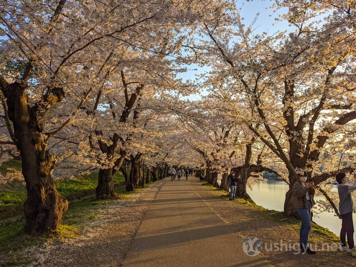 Hirosaki Cherry Blossom Festival : Guide to Japan’s Most Spectacular ...